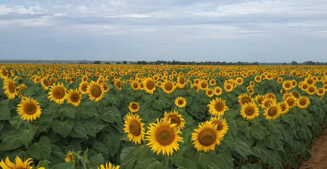 Springbokvlakte se sonneblomplan slaan twee vlieë eensklaps | Landbou