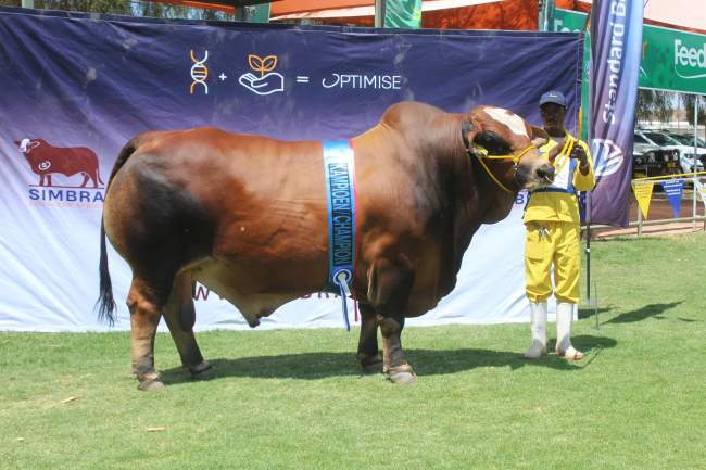Agt wêreldkampioen-beeste vir Afrika | Landbou