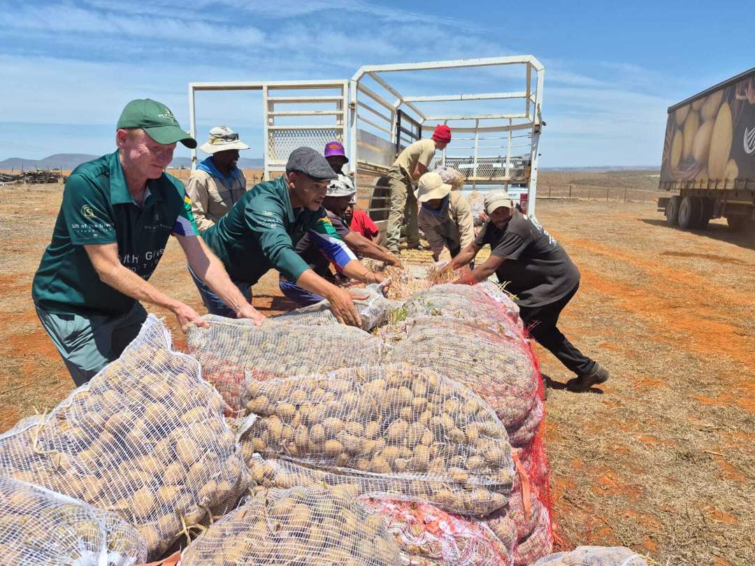 Aartappels, lusern na droë Suid-Kaap waar ‘groen lande in rooi stof ...