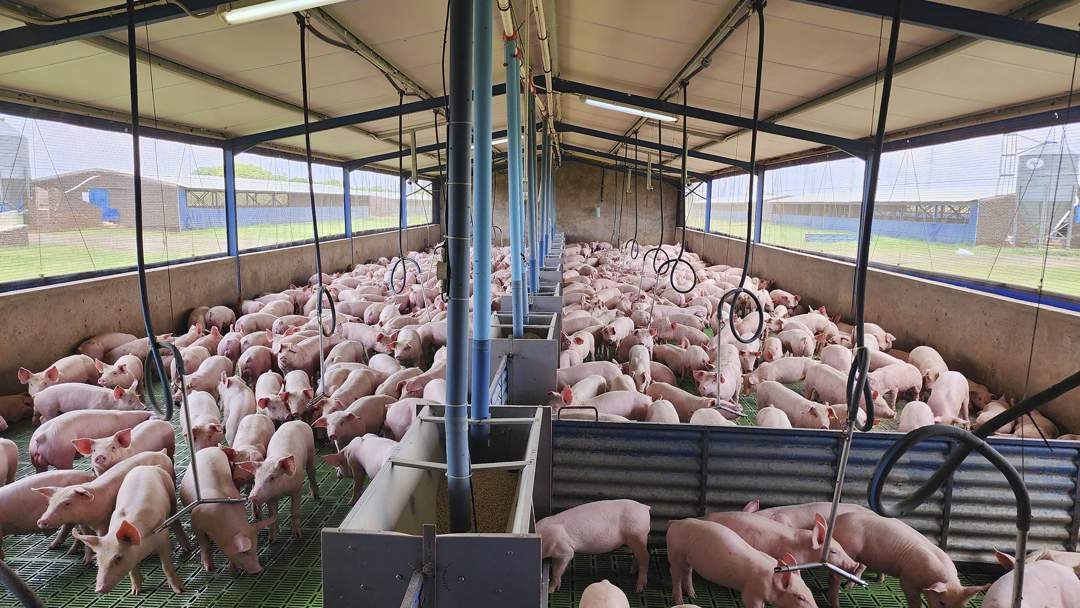 BKS by varkboerderye: Twee bevestig, drie met swaard oor hul kop | Landbou