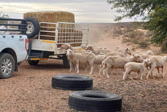 Droogte: Boere voer vir ’n vale | Landbou