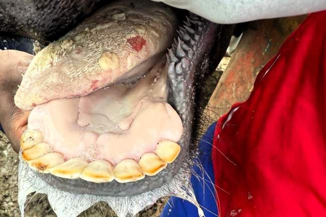 BKS: Geval by Mosselbaai positief getoets | Landbou