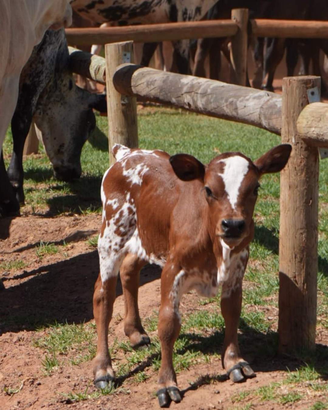 Unieke dwerg-Nguni-kalf laat kenners kopkrap | Landbou