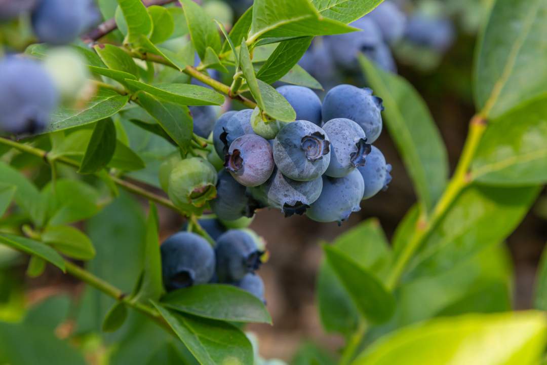 Franse kom leer by SA boere oor planne maak en mededingend bly | Landbou