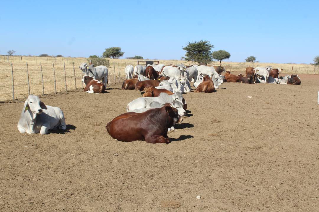 ‘Moenie paniekerig oor BKS-bedreiging raak nie’ | Landbou