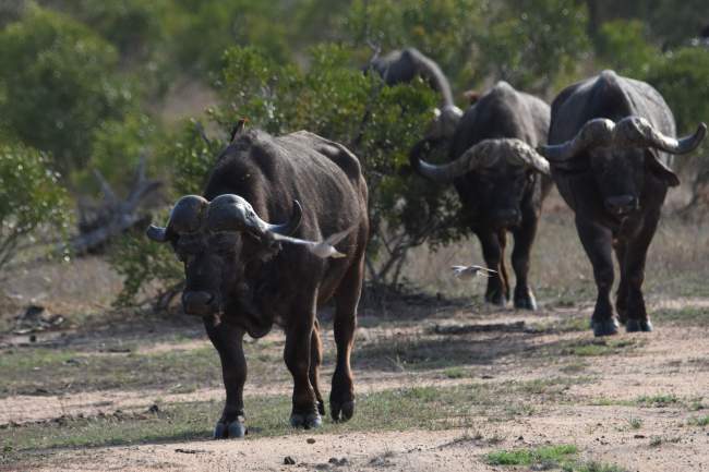 Só gaan Mpumalanga ‘klein Krugerwildtuintjies’ op die Hoëveld voorkom ...