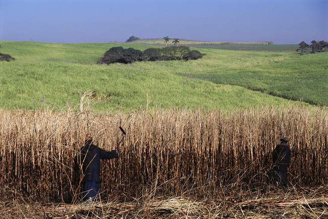 ‘Tongaat Hulett-likwidasie moet laaste uitweg wees’ – regering | Landbou