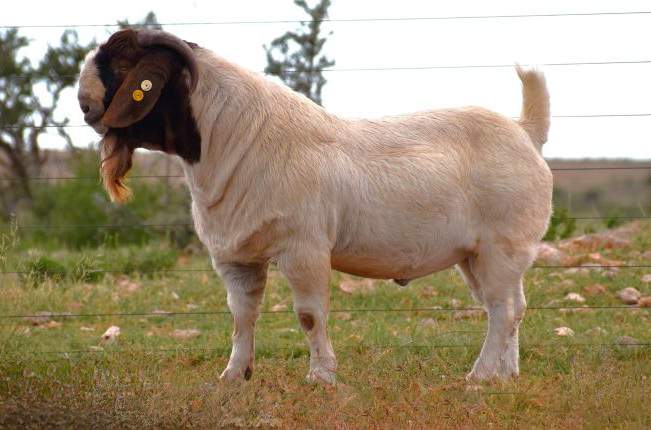 Boerbok-ram vir R220 000 in Namibië verkoop | Landbou