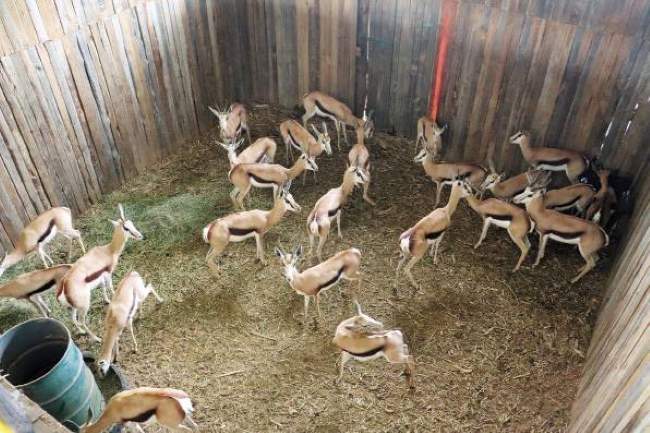 BKS: Veeartse krap kop oor wildvrektes in KZN | Landbou