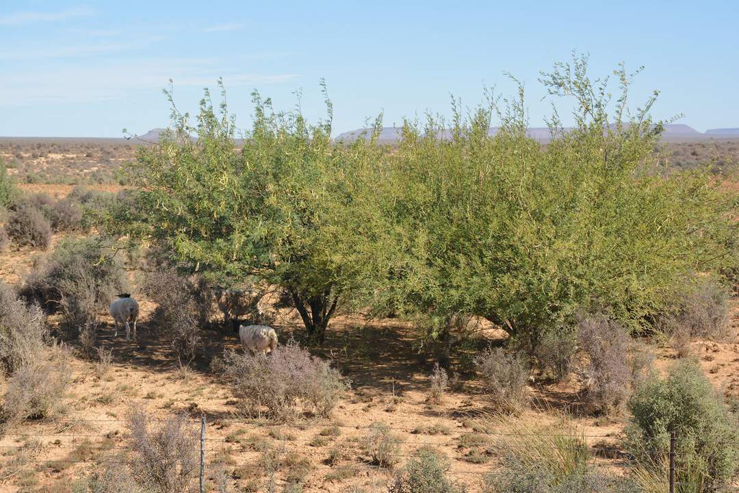 Watersuipende indringer verswak ook grond | Landbou