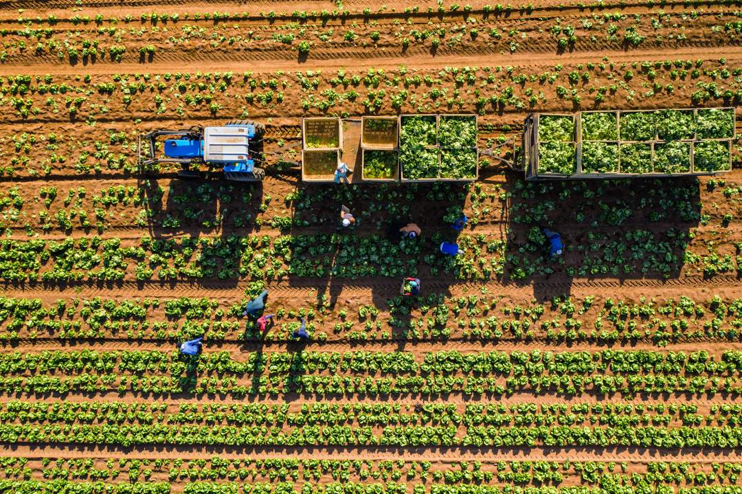 Syfers wys landbou is anker van Suid-Afrika se ekonomie | Landbou