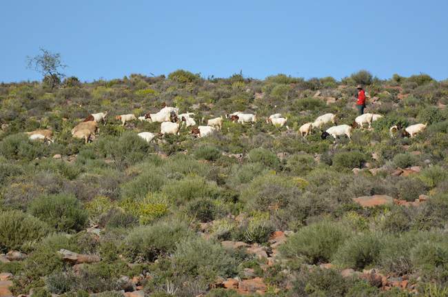 Verskeidenheid plantspesies bied beste weerstand teen weidruk | Landbou