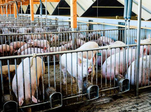 BKS by varkplase: Enorme finansiële gevolge weens vertraagde slag van ...