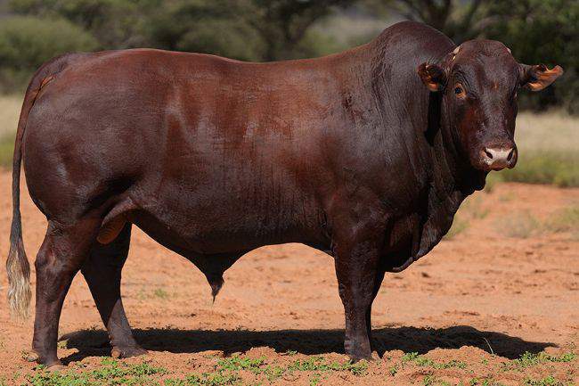 Vroulike diere vaar goed op Towton Bonsmara-veiling | Landbou