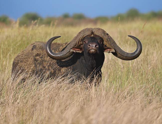 Beste wild saam op Groot Kalahari-veiling | Landbou