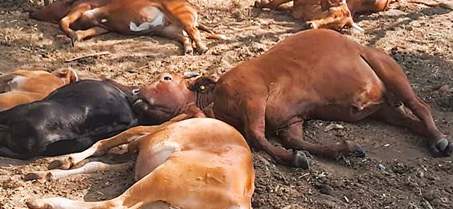 BKS in Botswana: Uitbrekings neem toe, owerhede draai toepassingskrane ...