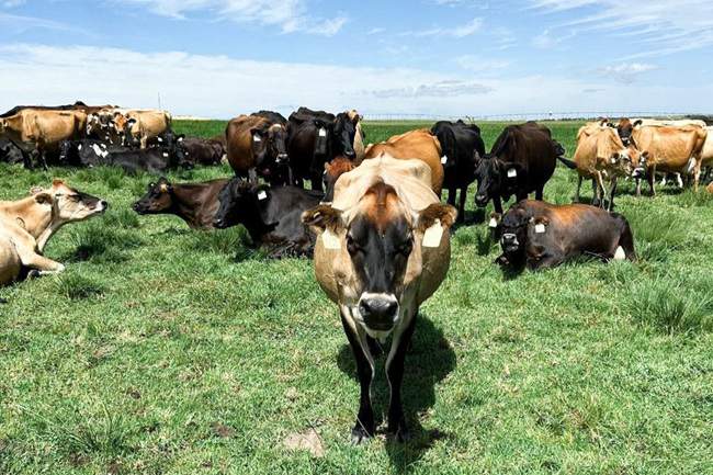 Gereelde ‘pedi’s’ red melkbeeste in sopnat Suid-Kaap | Landbou
