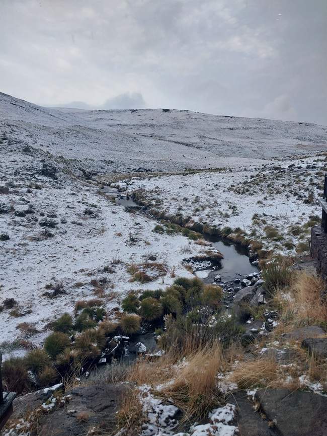 Gereelde ‘pedi’s’ red melkbeeste in sopnat Suid-Kaap | Landbou